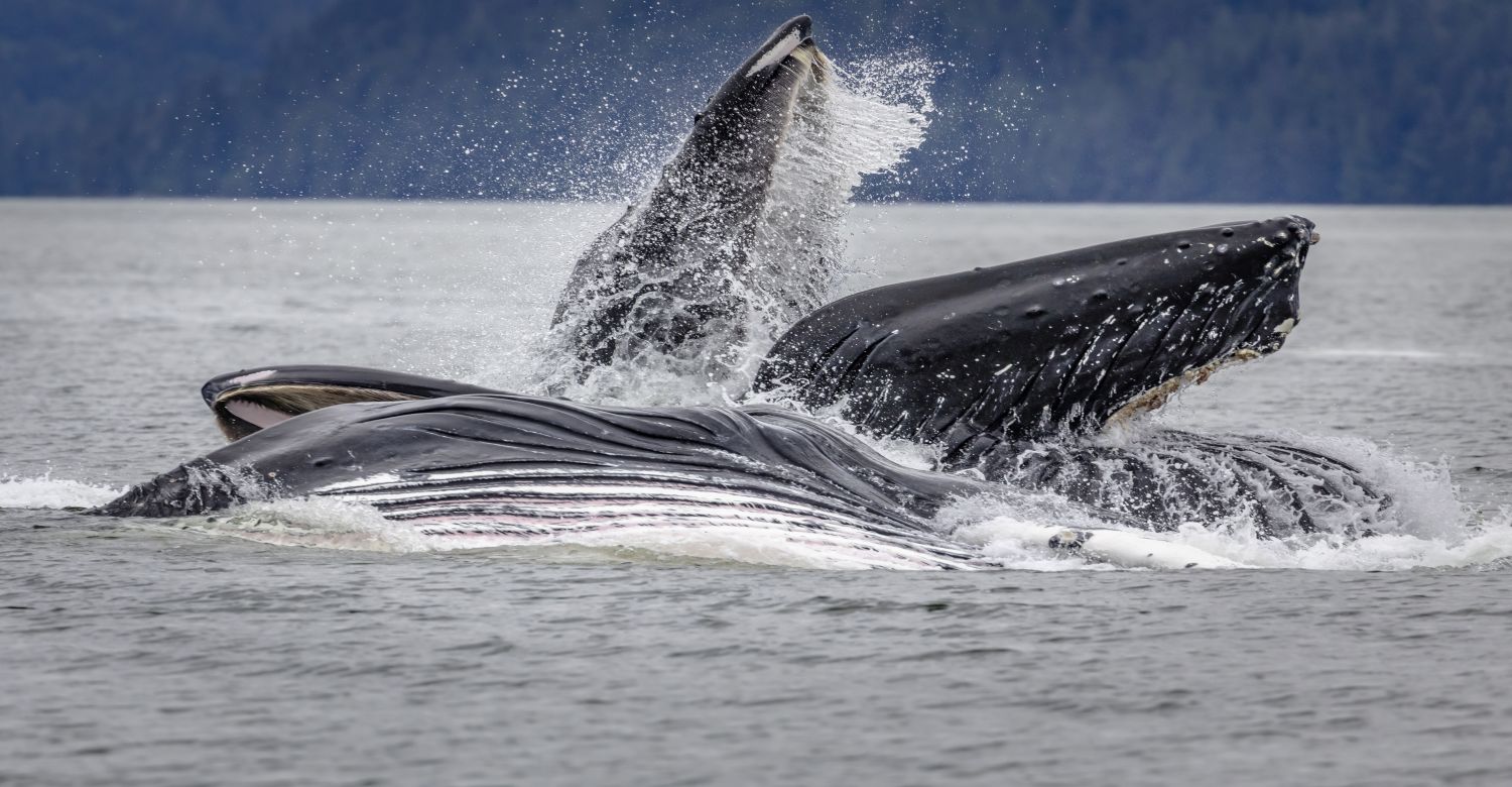 Alaska Holiday Packages & Deals: Alaska Travel Experts